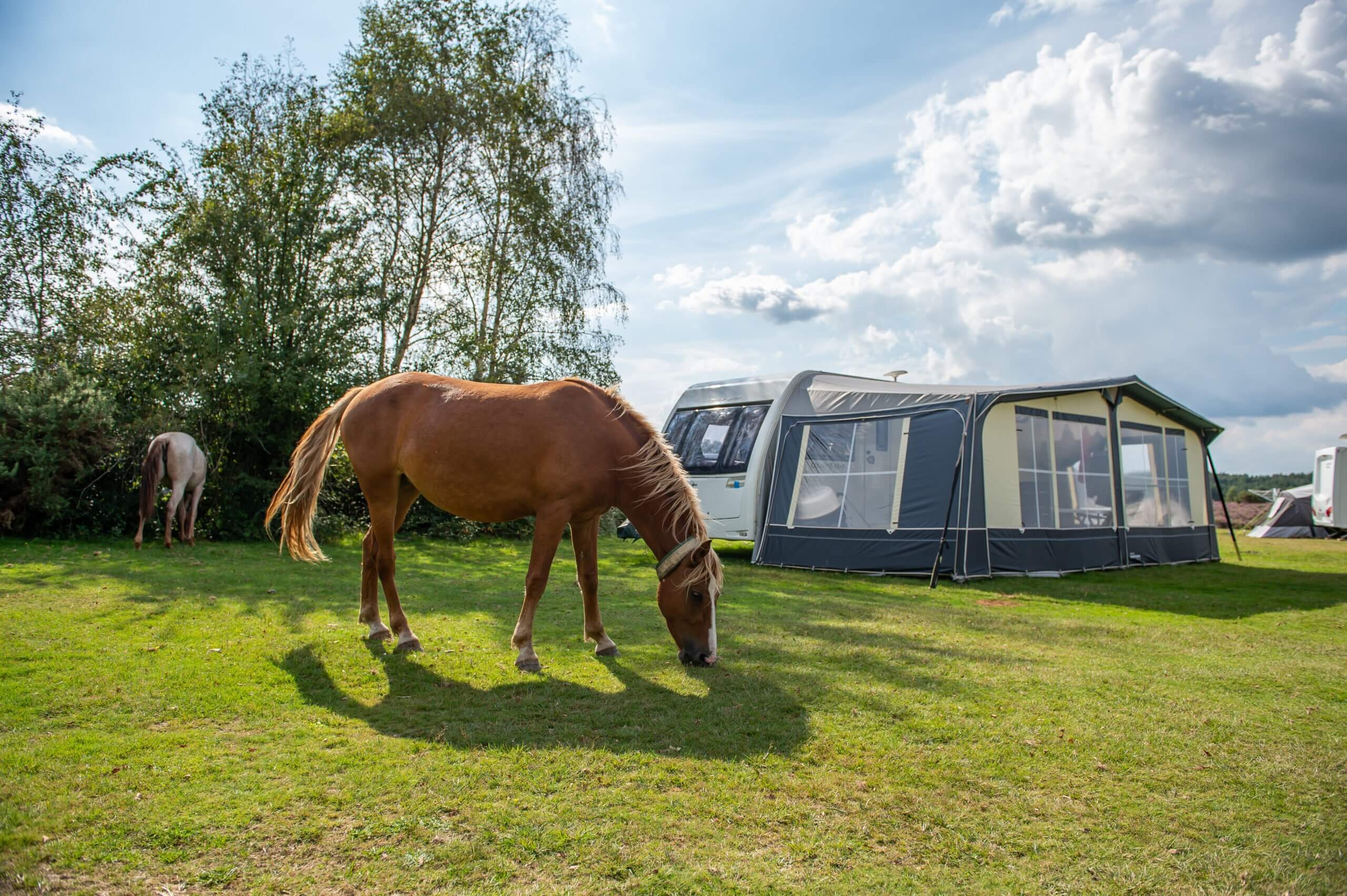 Camping in the New Forest - Getting Back to Nature