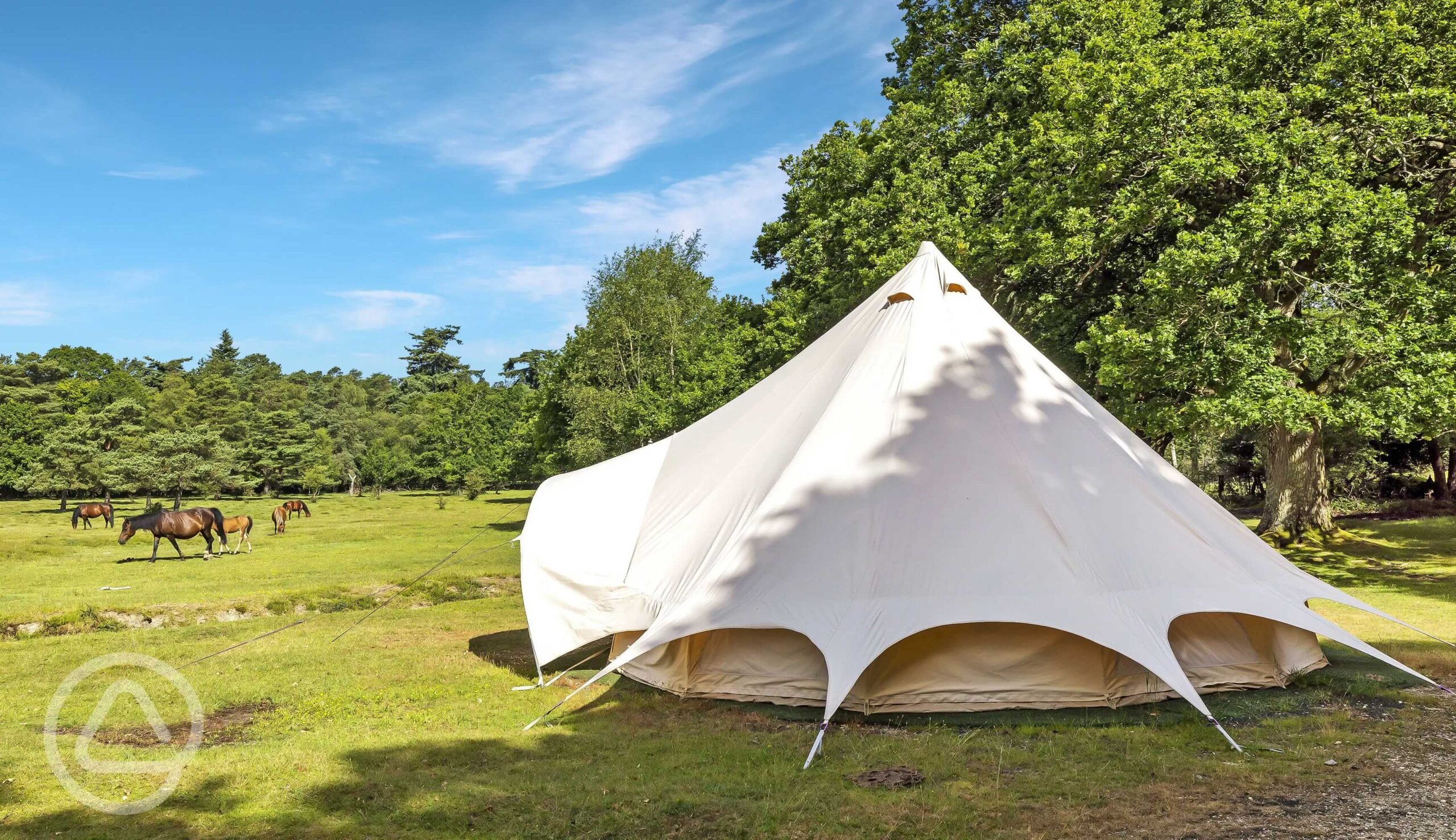 Glamping in the New Forest | Camping In the New Forest