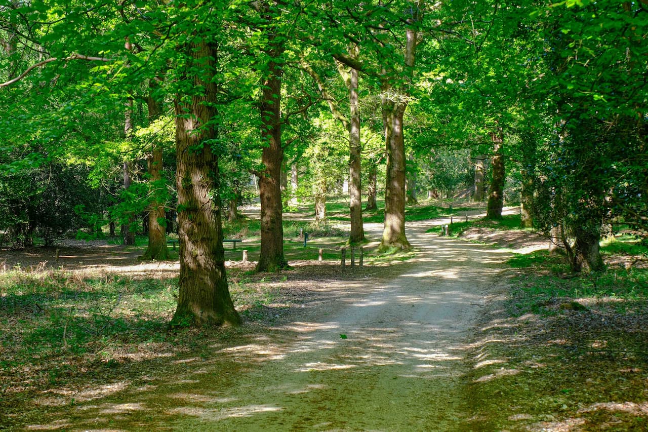 Camping in the New Forest - Getting Back to Nature