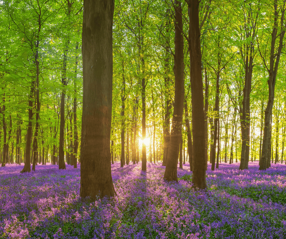 About Us - Camping in the New Forest