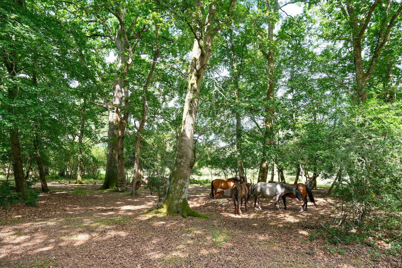 Ashurst Campsite - Camping in the New Forest