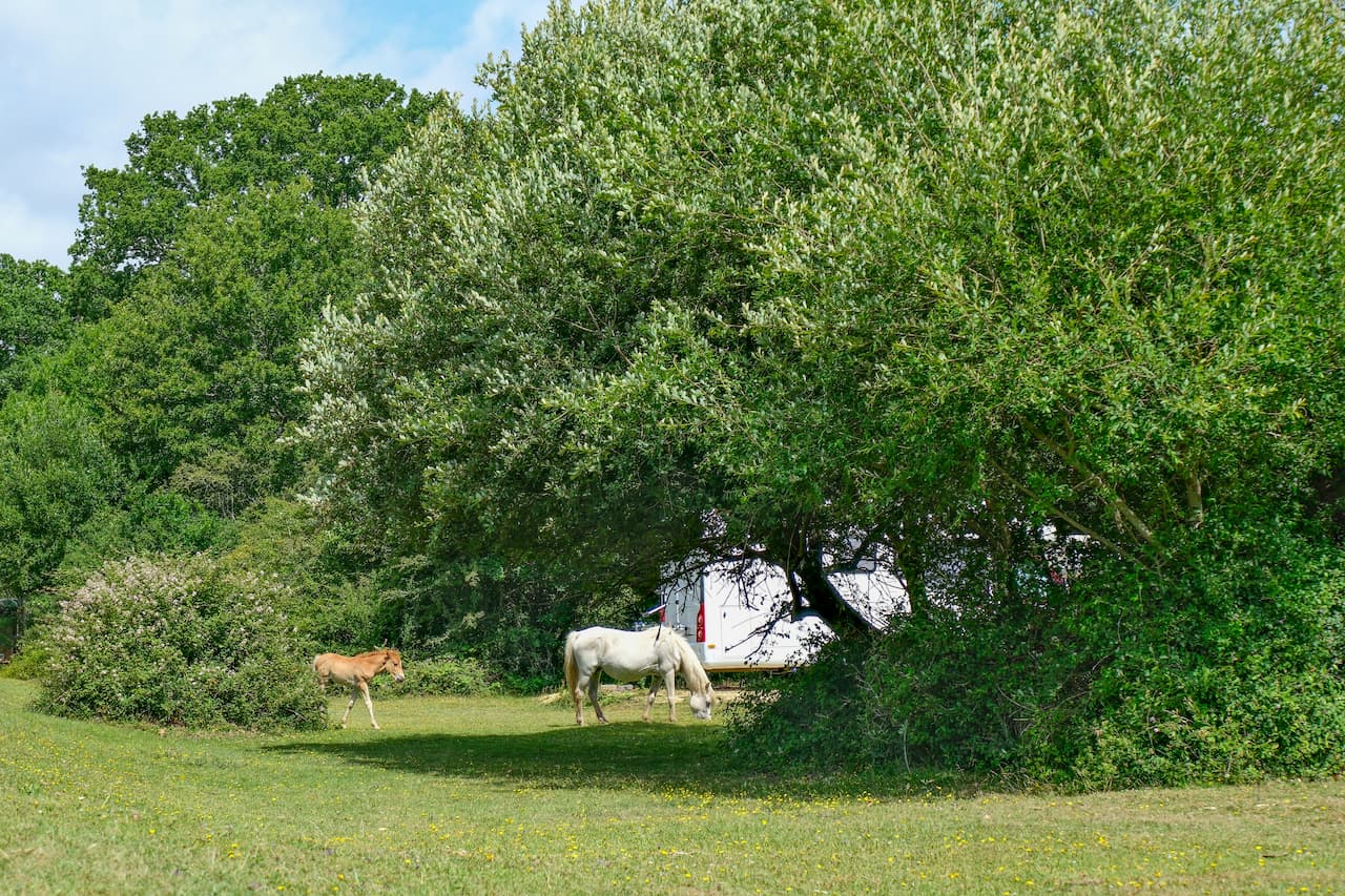 Ashurst Campsite - Camping in the New Forest