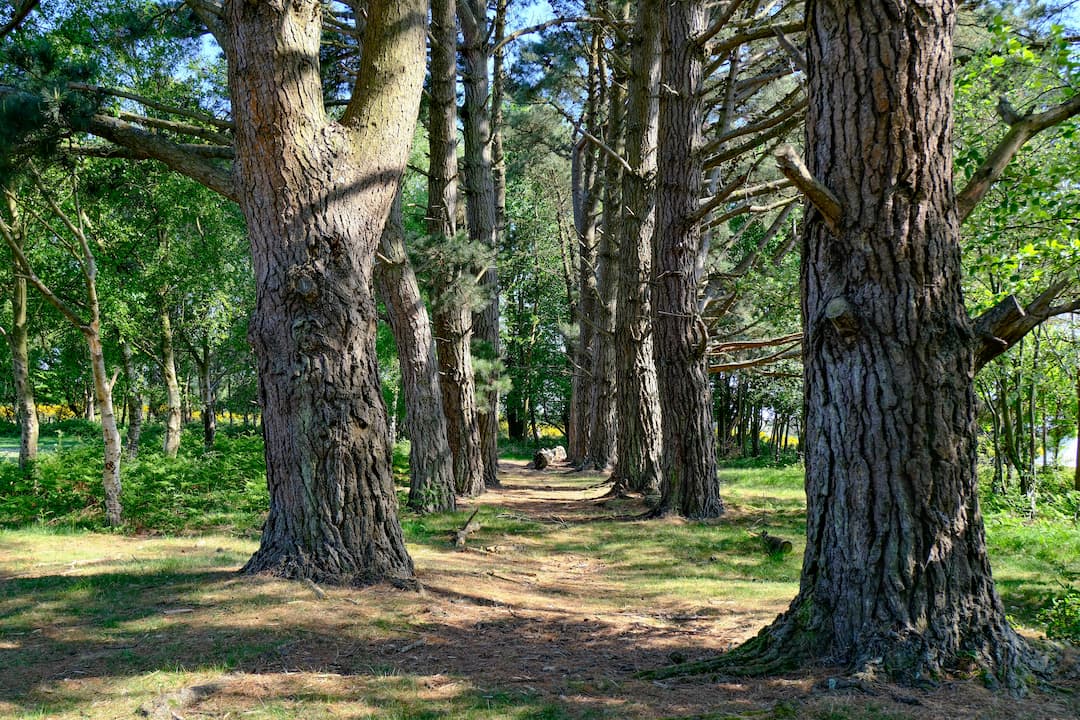 Holmsley Campsite - Camping in the New Forest