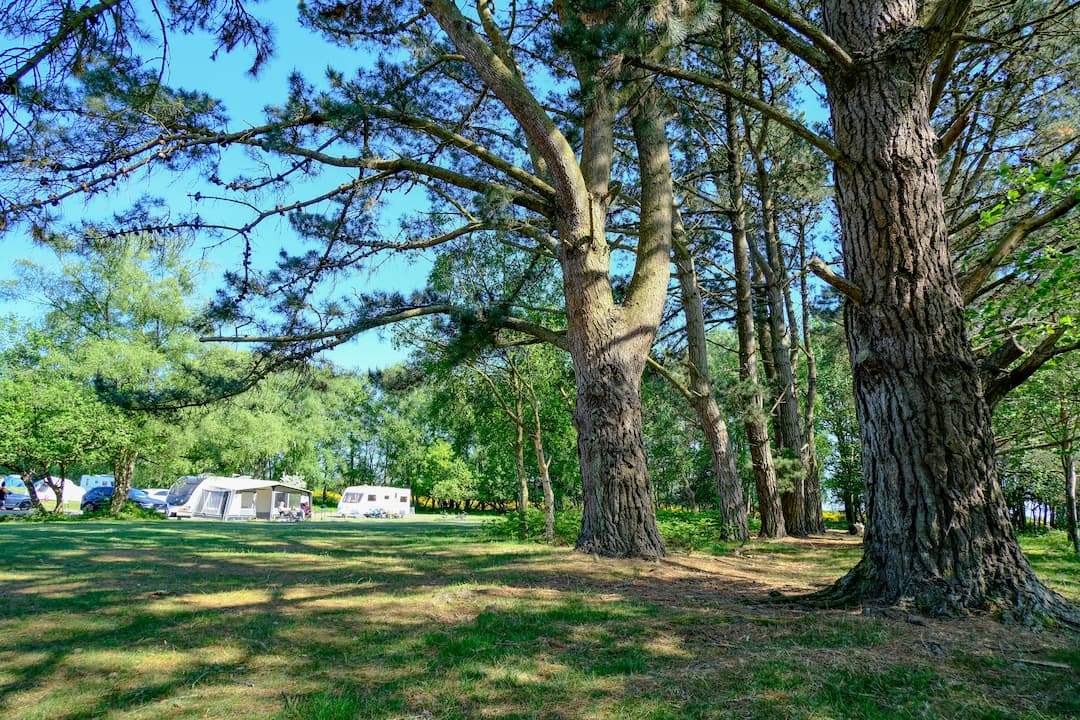 Holmsley Campsite - Camping in the New Forest