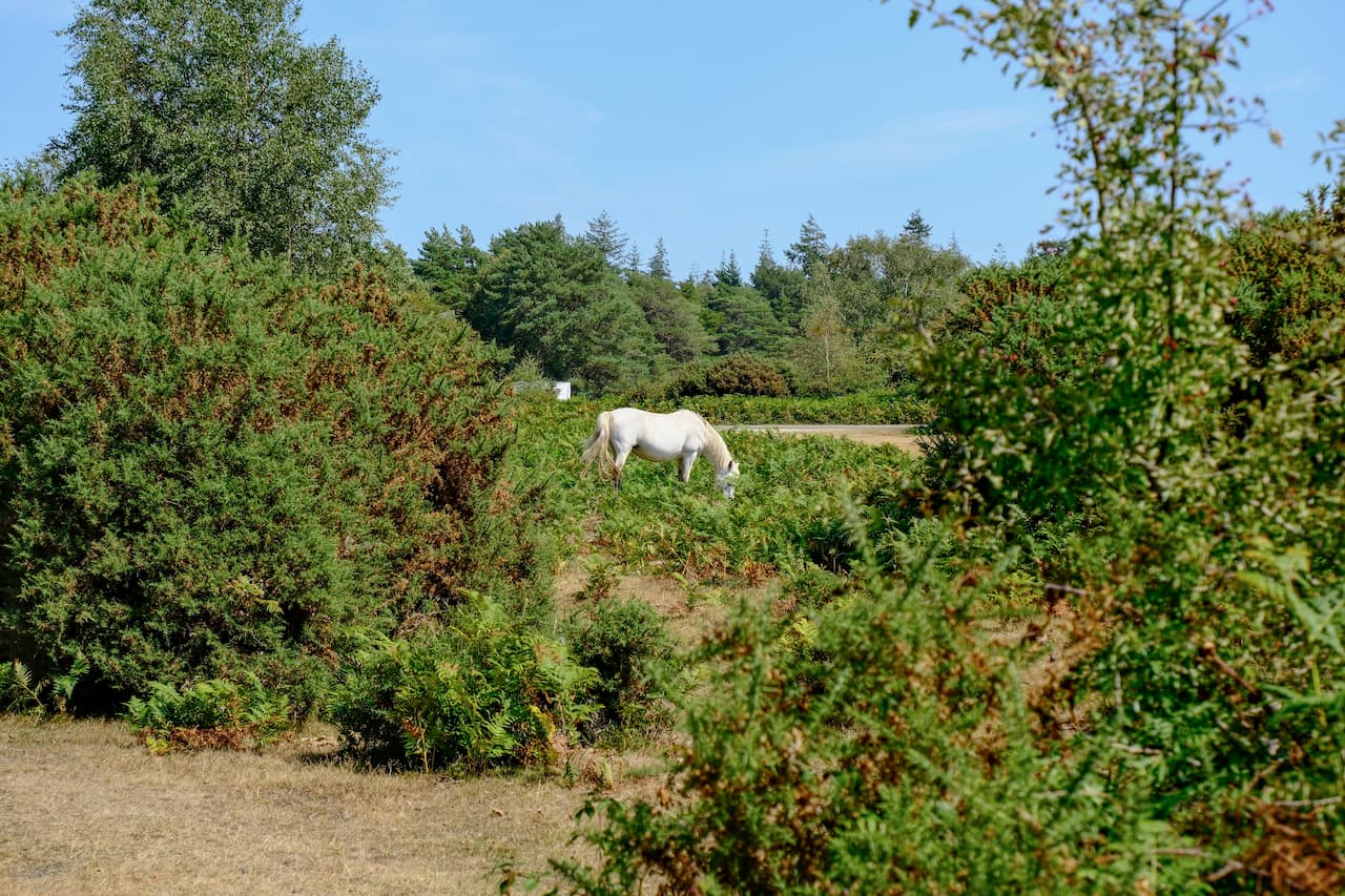 Roundhill Campsite - Camping in the New Forest