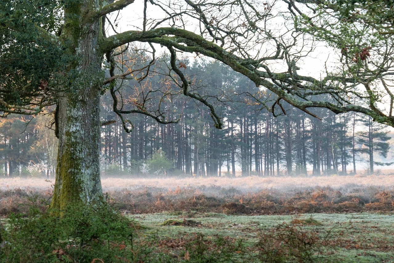 Top Things To Do In The New Forest This December - Blog