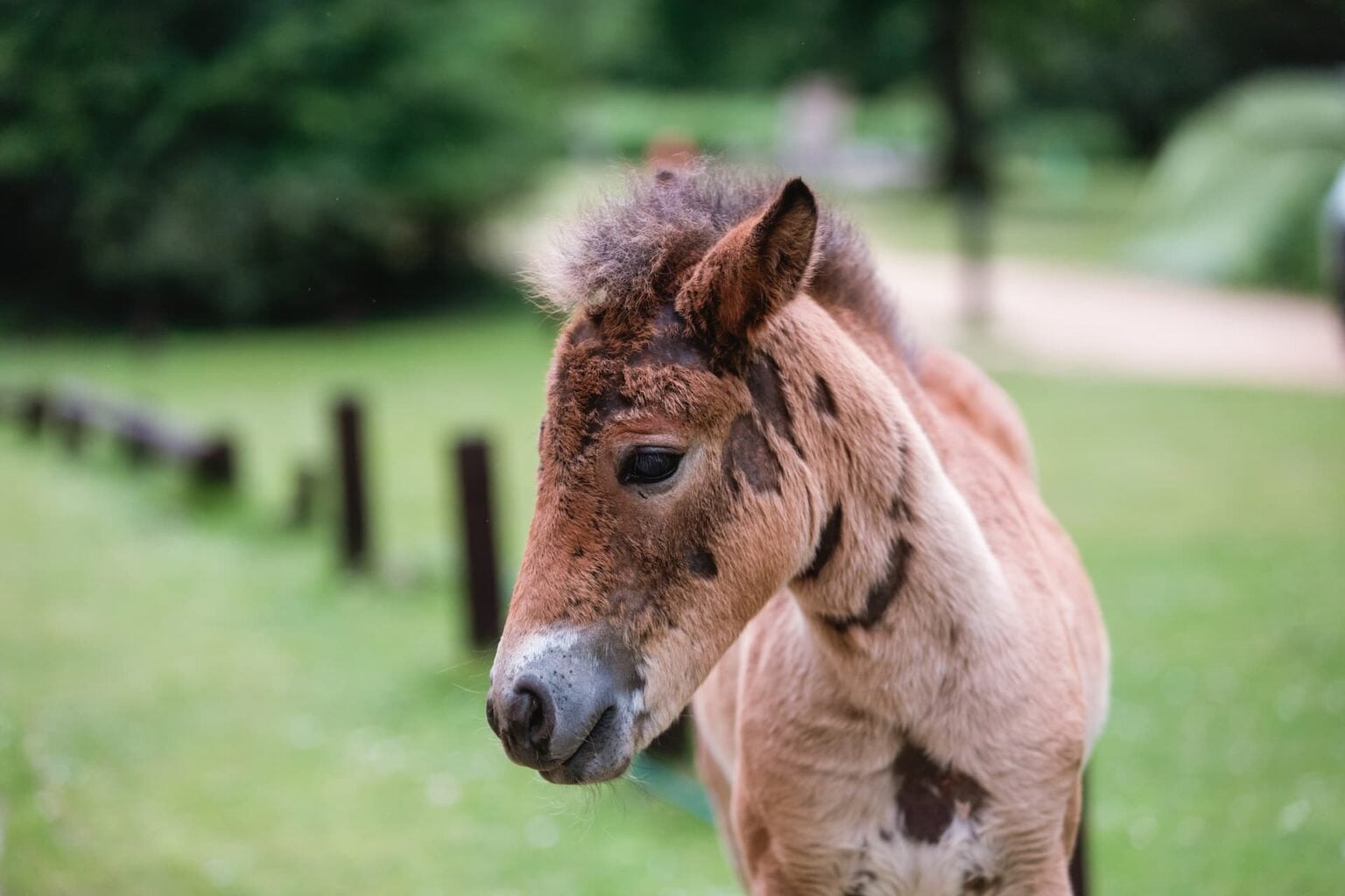 What’s the best time to visit the New Forest? June is hard to beat ...